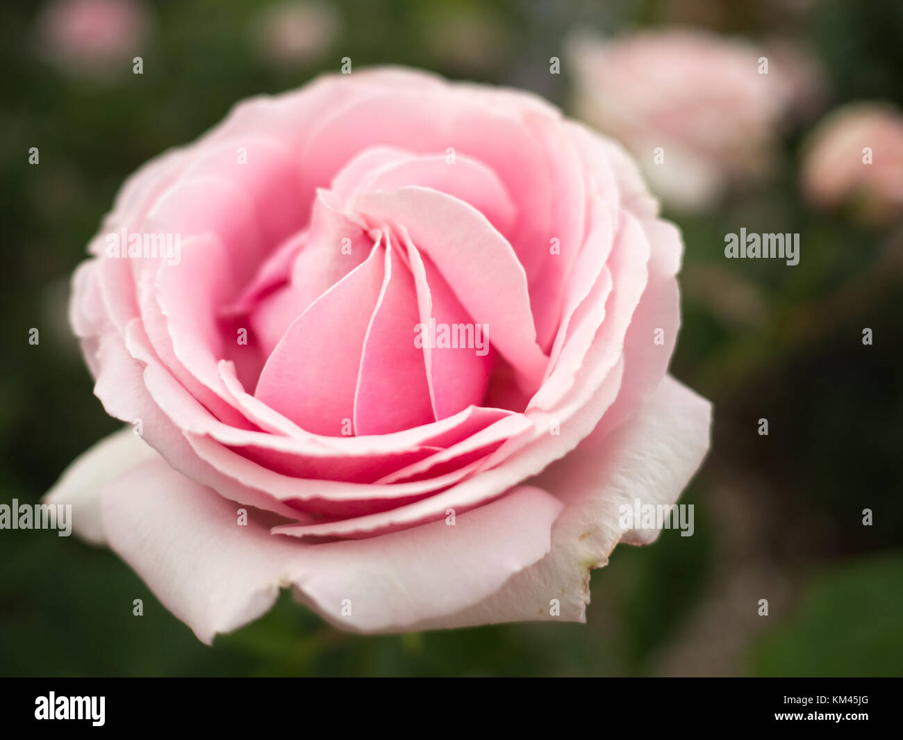 Delicate light pink rose in bloom Stock Photo - Alamy