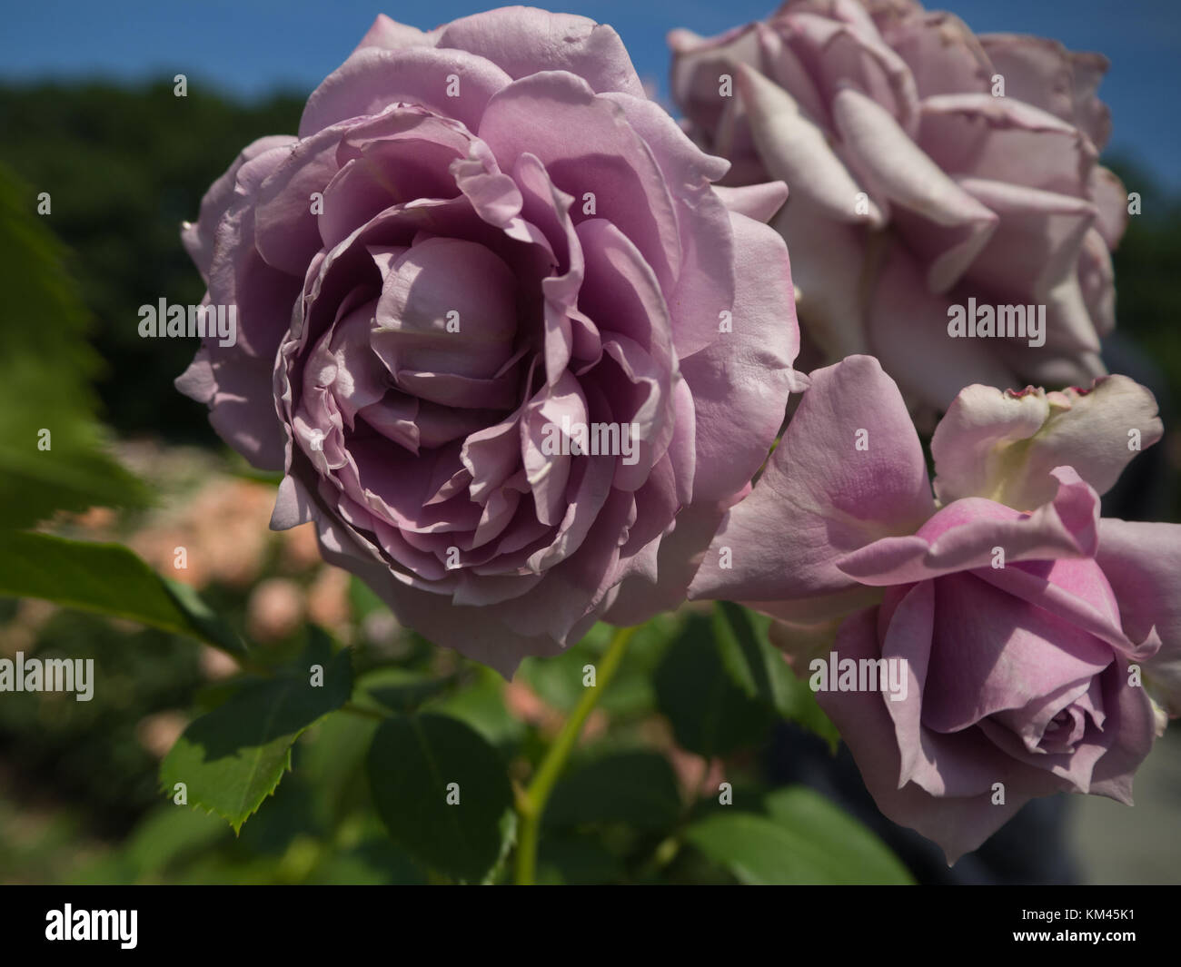 Garden of Lavender Roses Stock Photo - Alamy