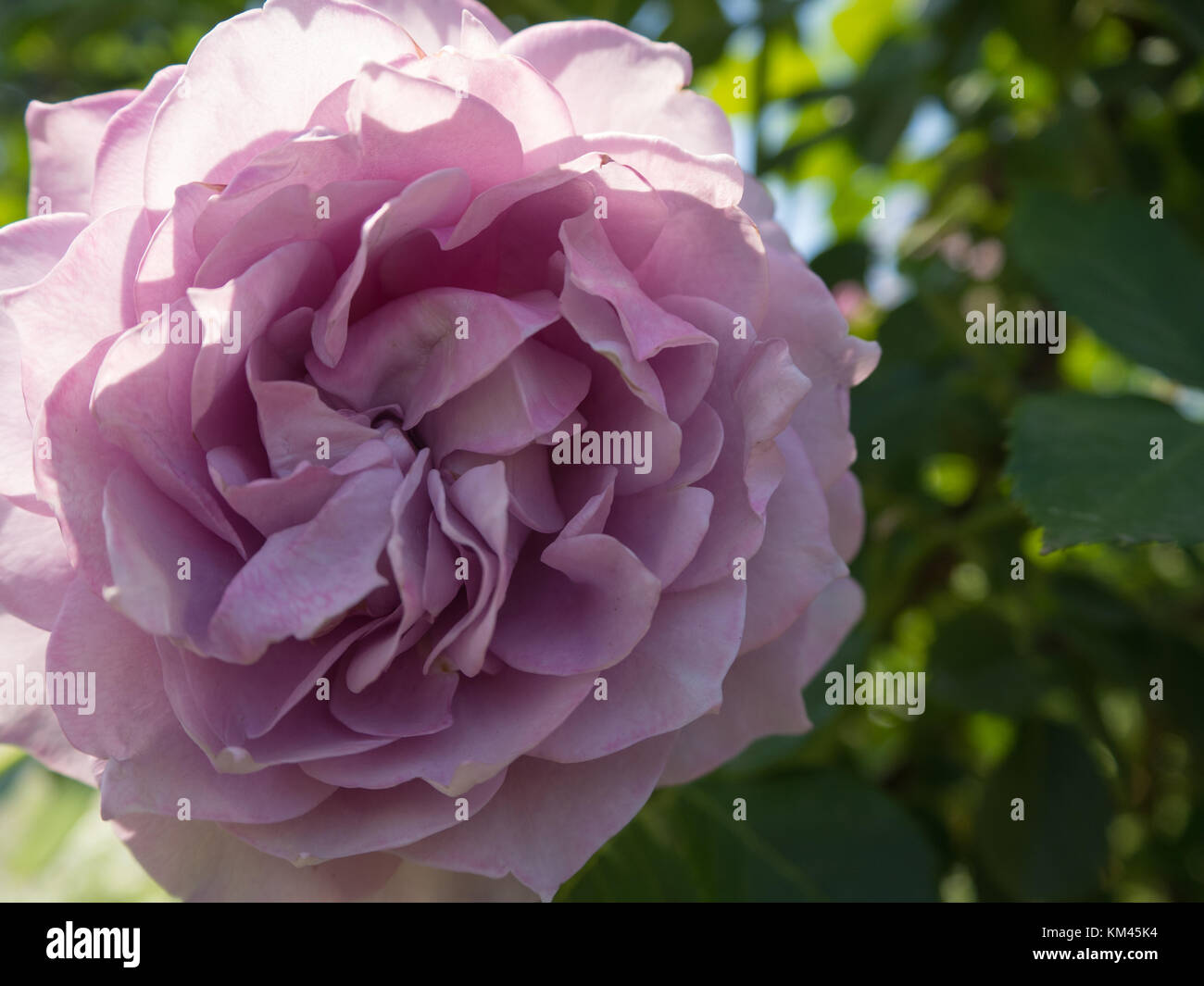 Lavender rose hi-res stock photography and images - Alamy