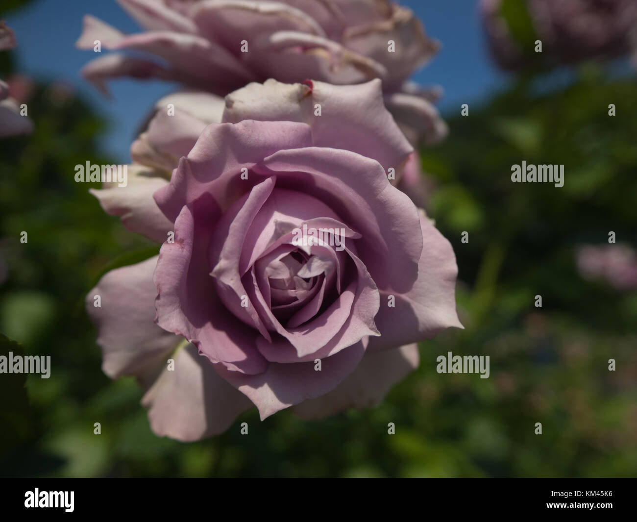 Violet roses blooming Stock Photo - Alamy