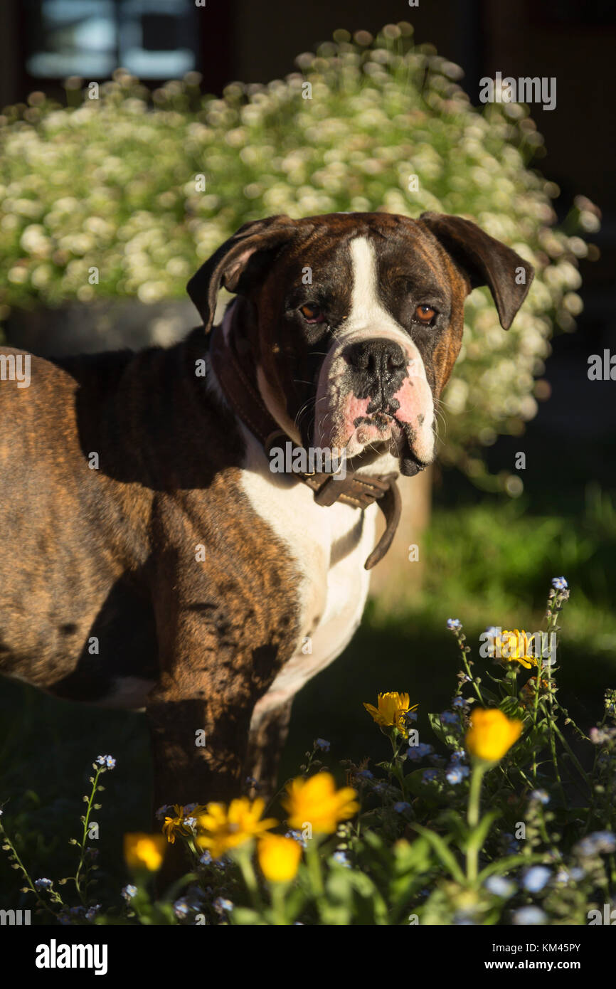 Handsome dogs hi-res stock photography and images - Alamy