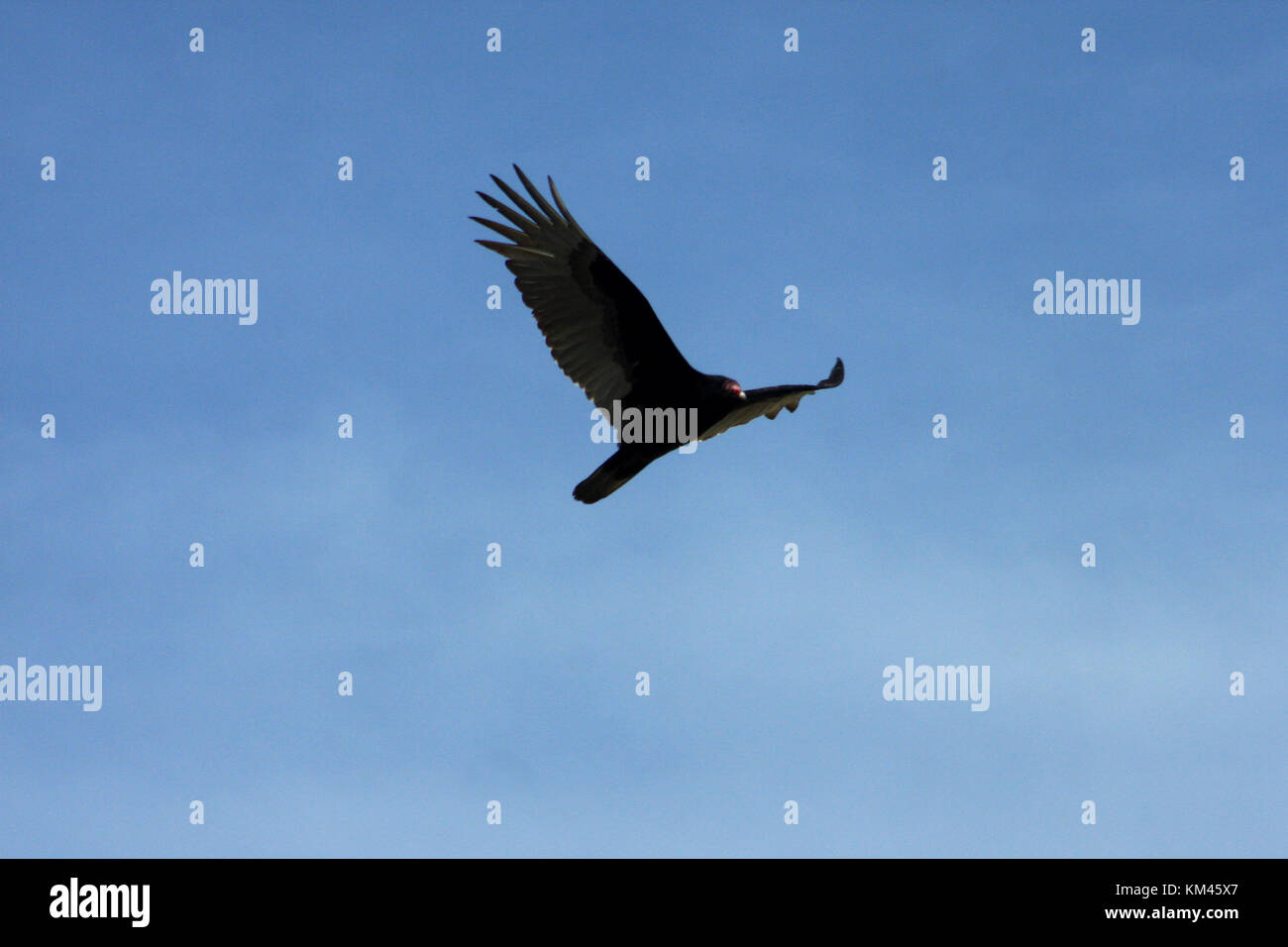 Turkey vultures in flight Stock Photo - Alamy