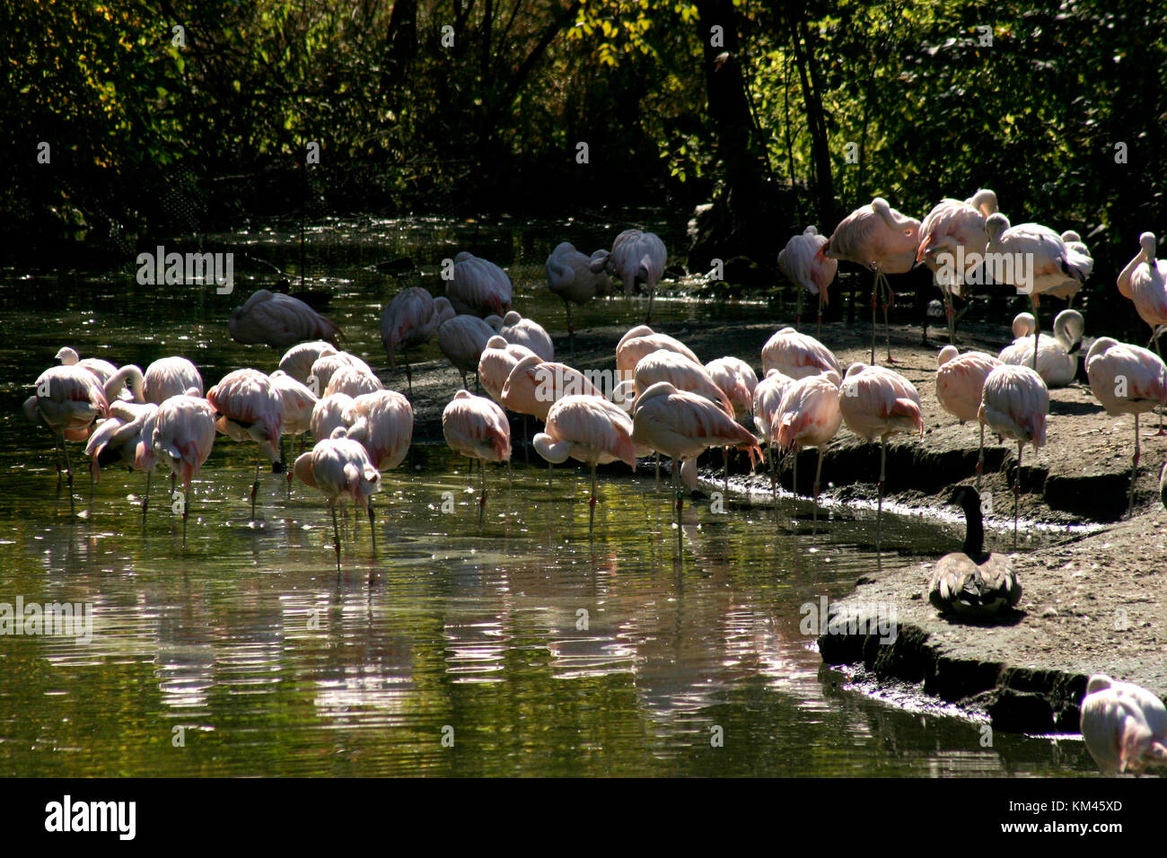 Flamingos in captivity Stock Photo - Alamy