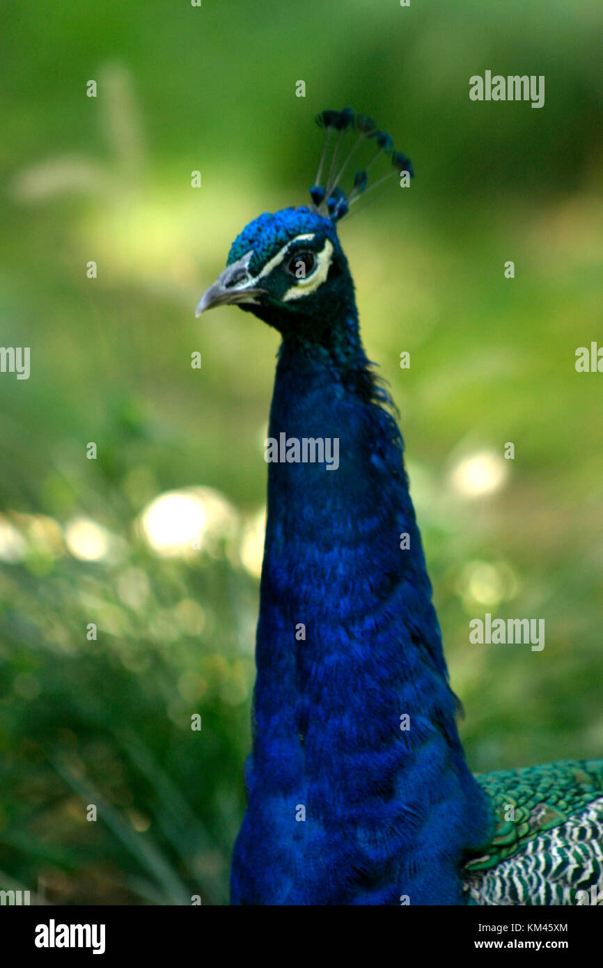 Free range peacock hi-res stock photography and images - Alamy