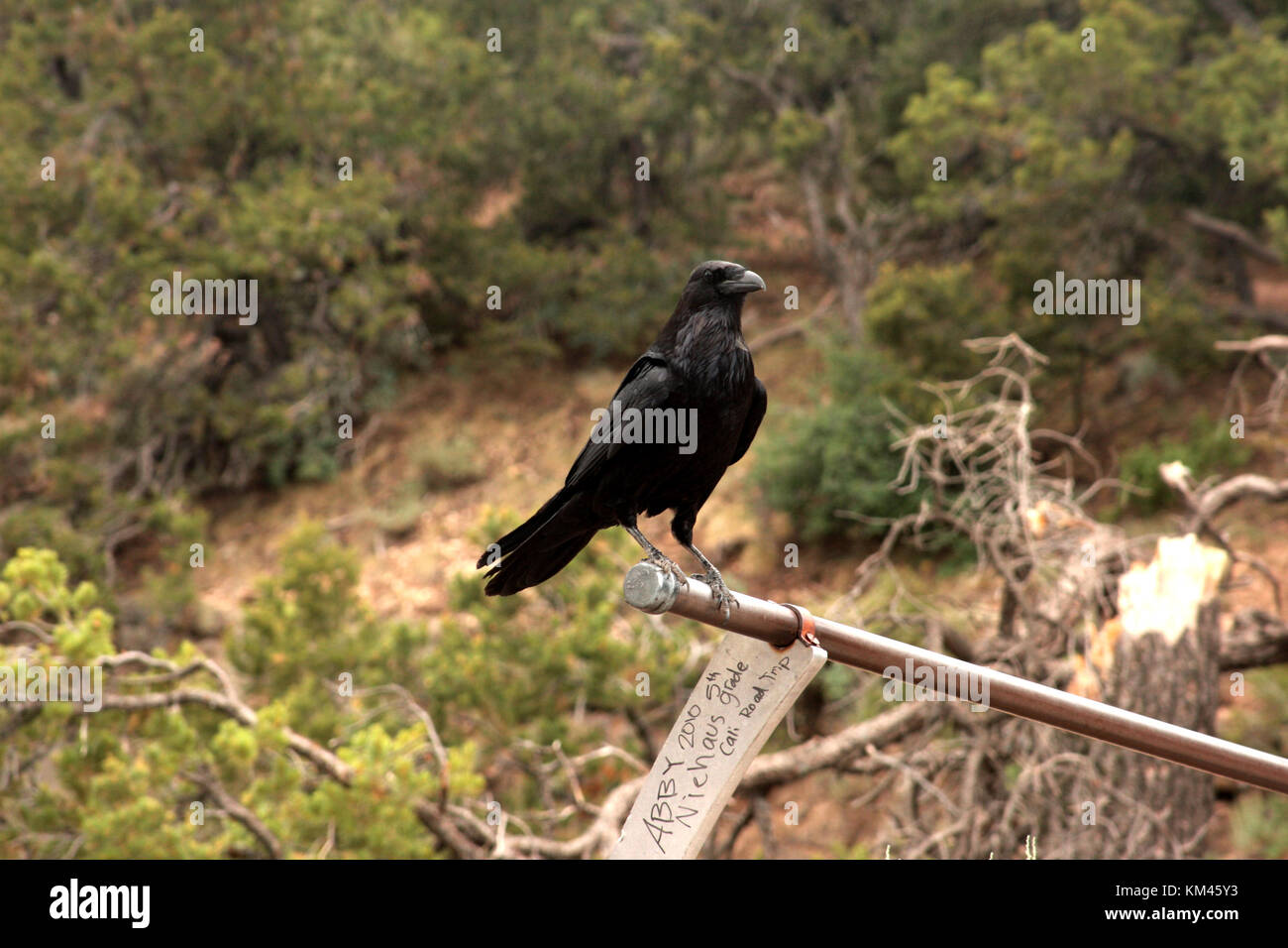 Close up of large crow Stock Photo - Alamy