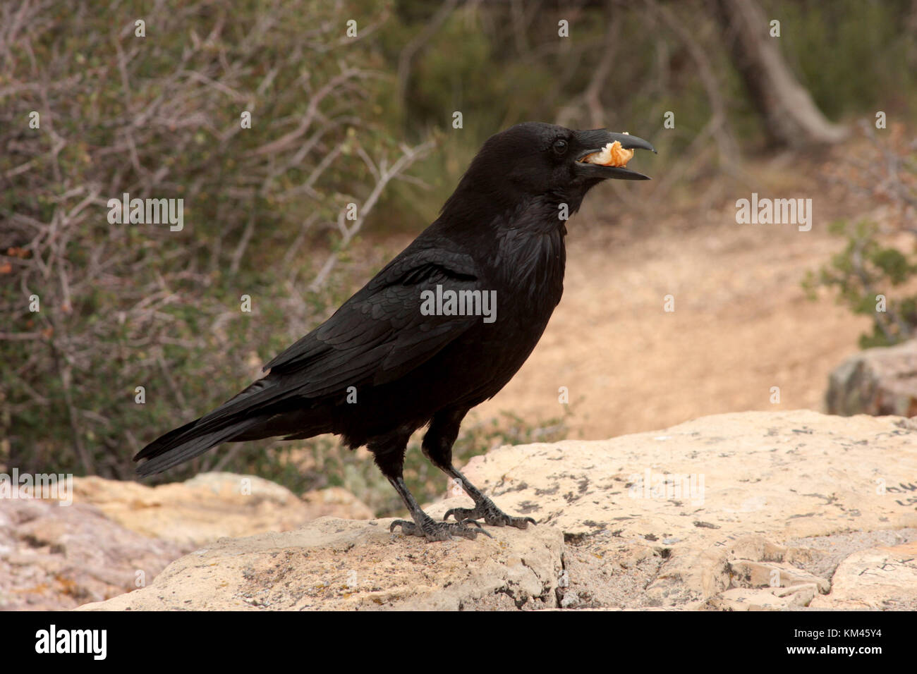 Crow eating bread Stock Photo - Alamy