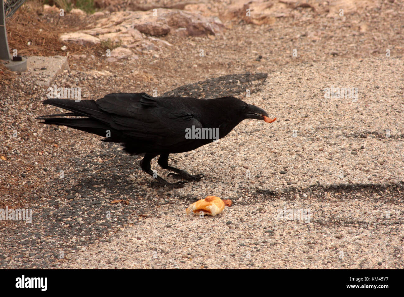 Crow Eating High Resolution Stock Photography and Images - Alamy