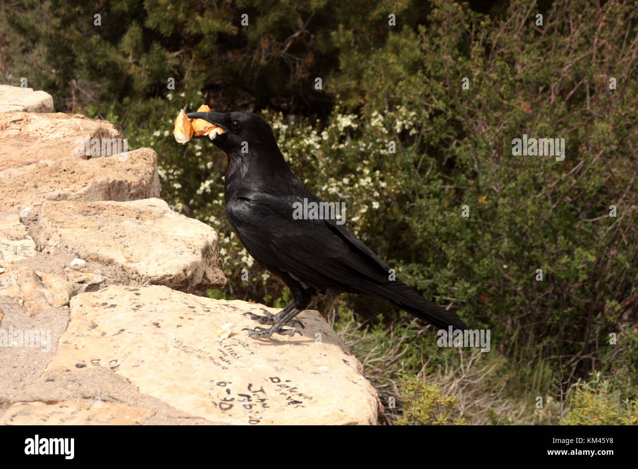 Crow and bread hi-res stock photography and images - Alamy