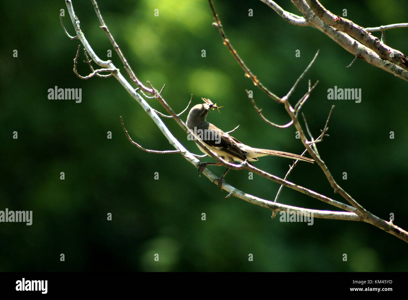 North american flycatcher hi-res stock photography and images - Alamy