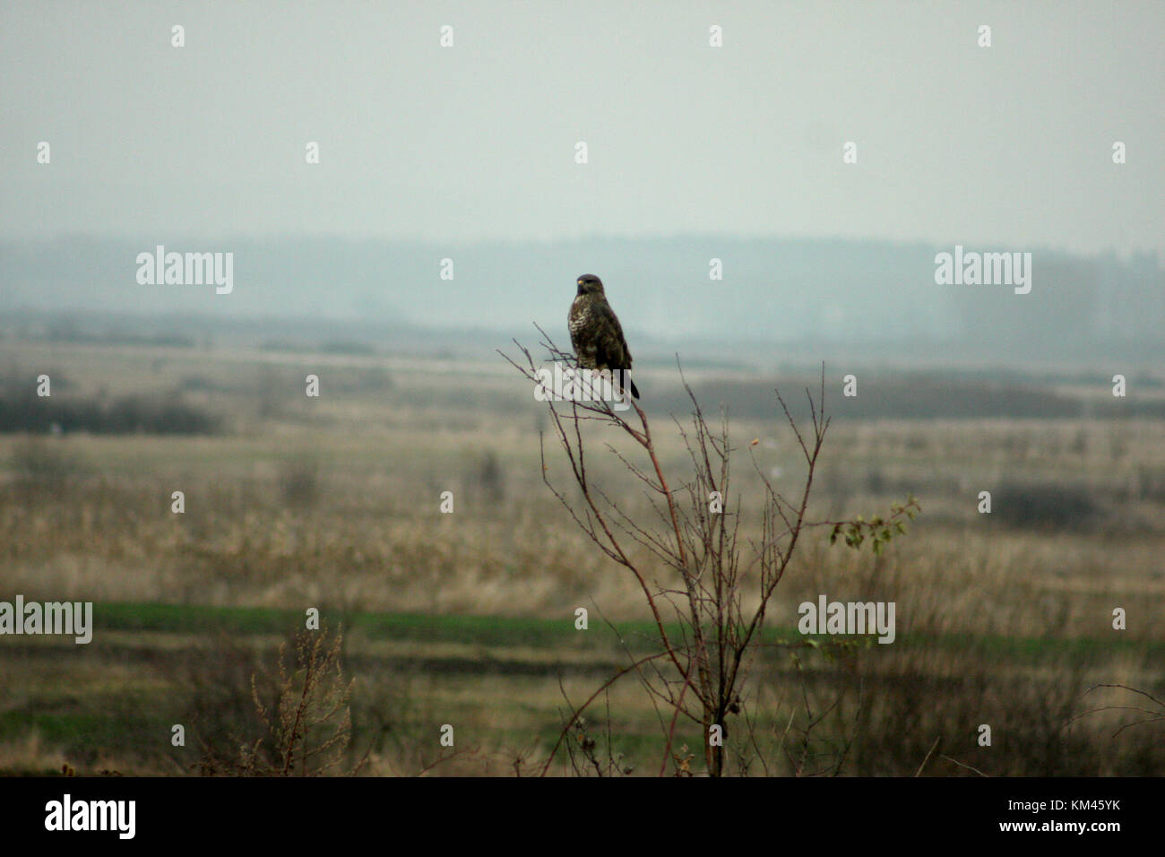 Hawk on top of tree Stock Photo - Alamy