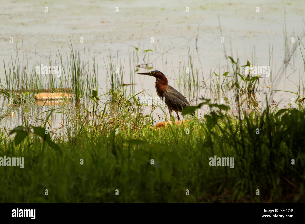 Bittern fishing at the edge of marsh water Stock Photo - Alamy