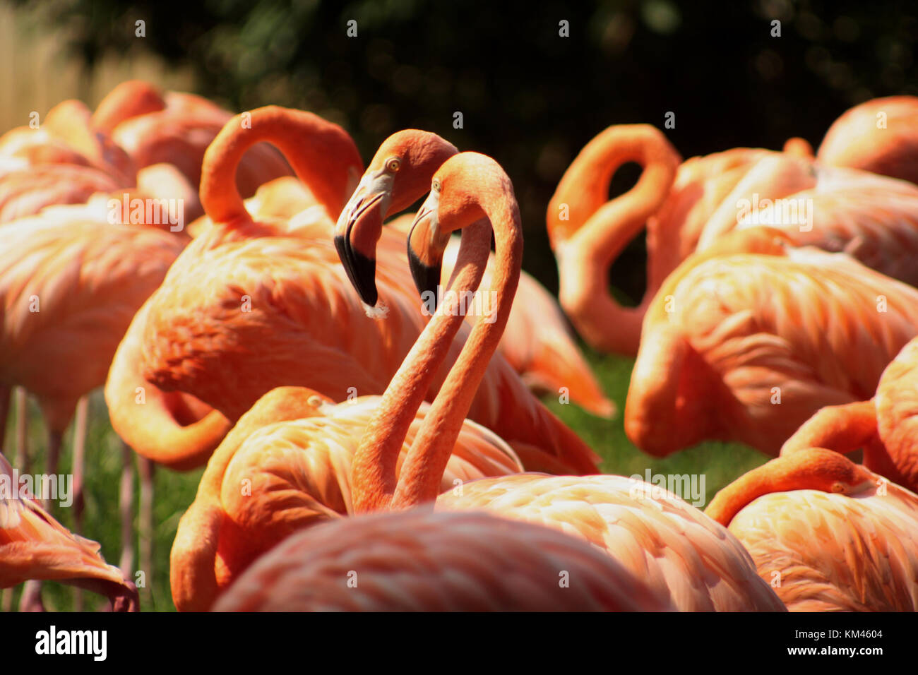 Flamingos in captivity Stock Photo - Alamy