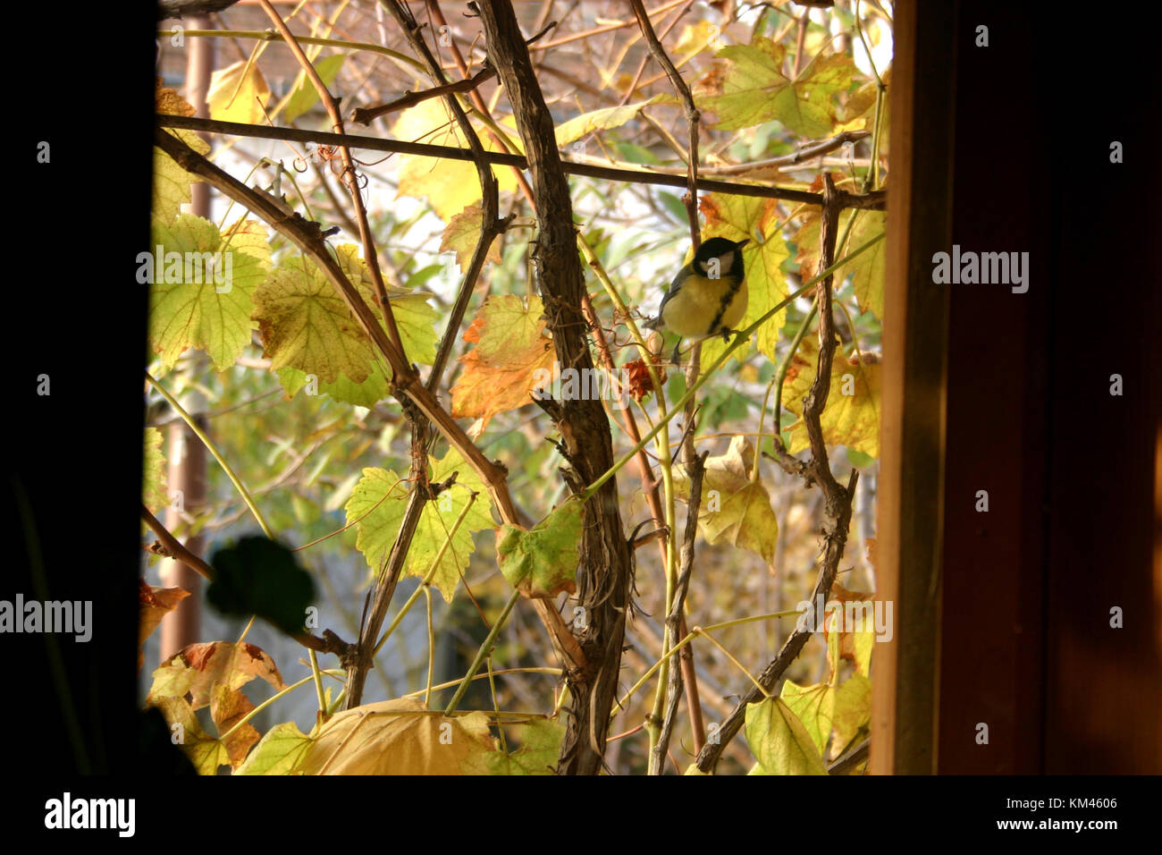 European goldfinch on grapevine, seem through window Stock Photo - Alamy