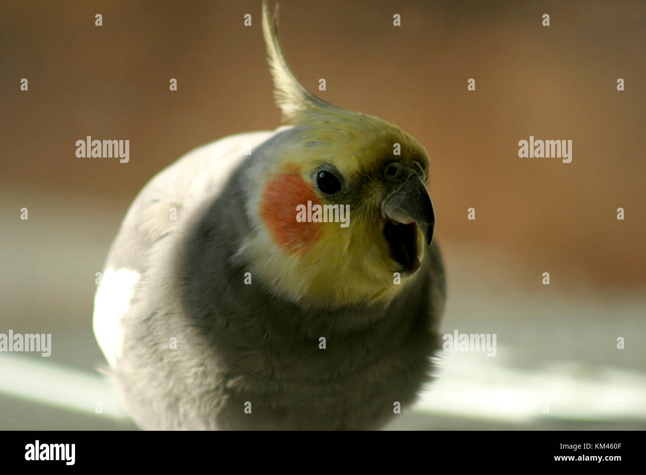Parrot legs hi-res stock photography and images - Alamy