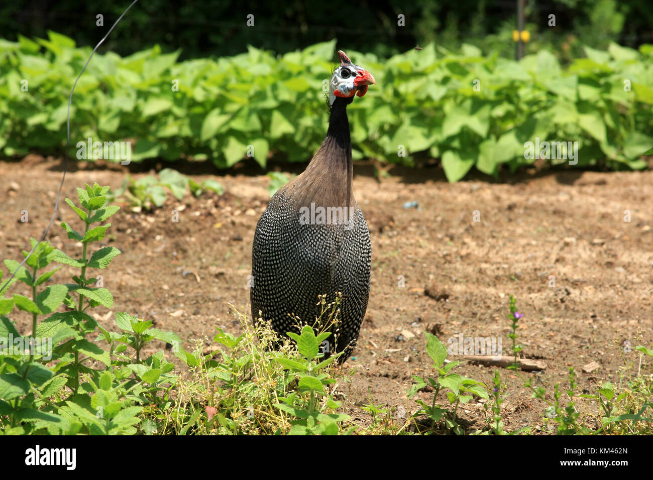 Species of guineafowl hi-res stock photography and images - Alamy