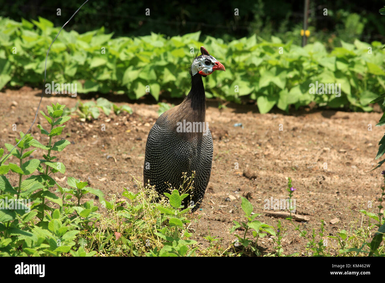 Guinea fowl have spots hi-res stock photography and images - Alamy