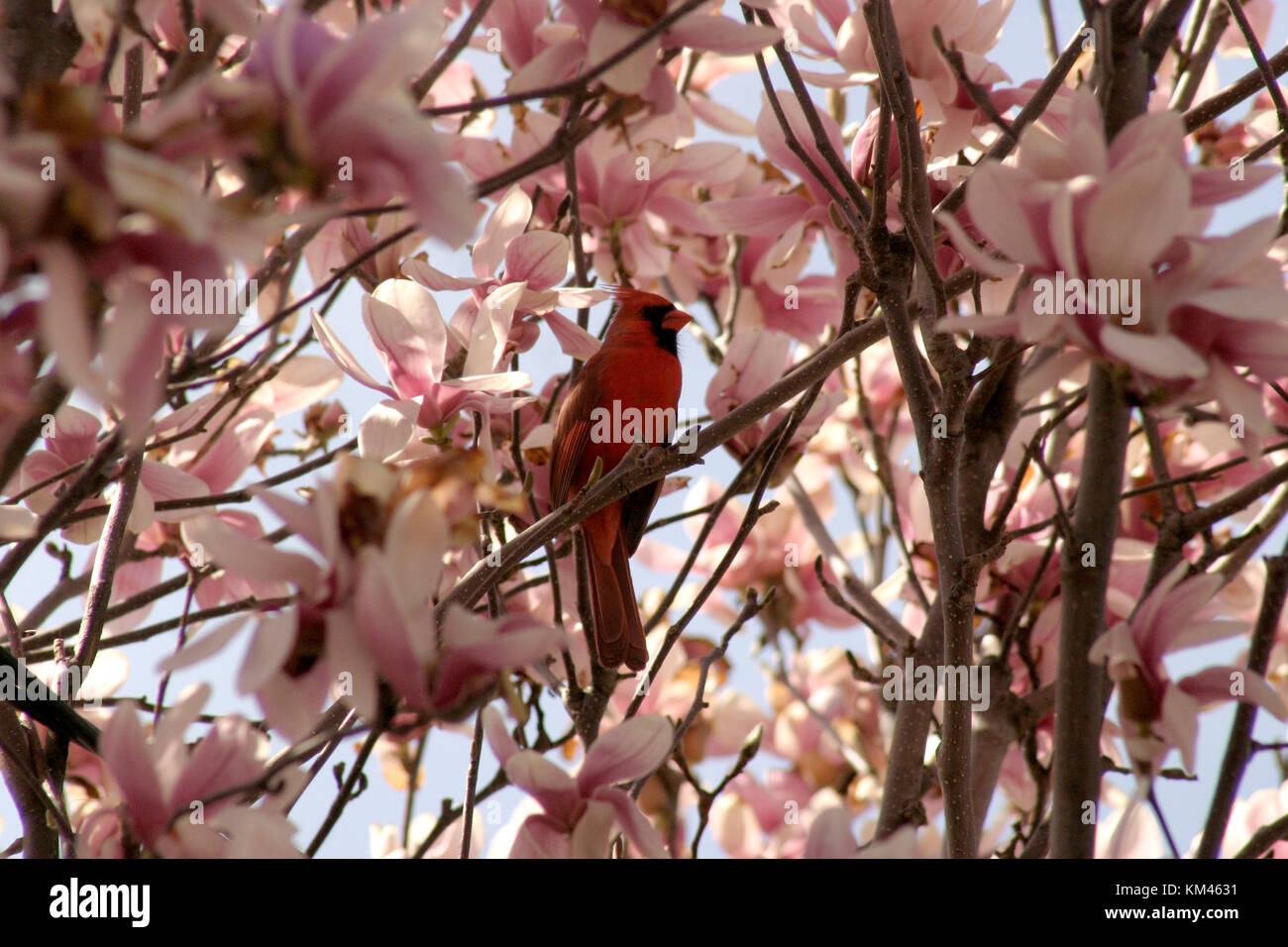 Male cardinal in magnolia tree Stock Photo - Alamy