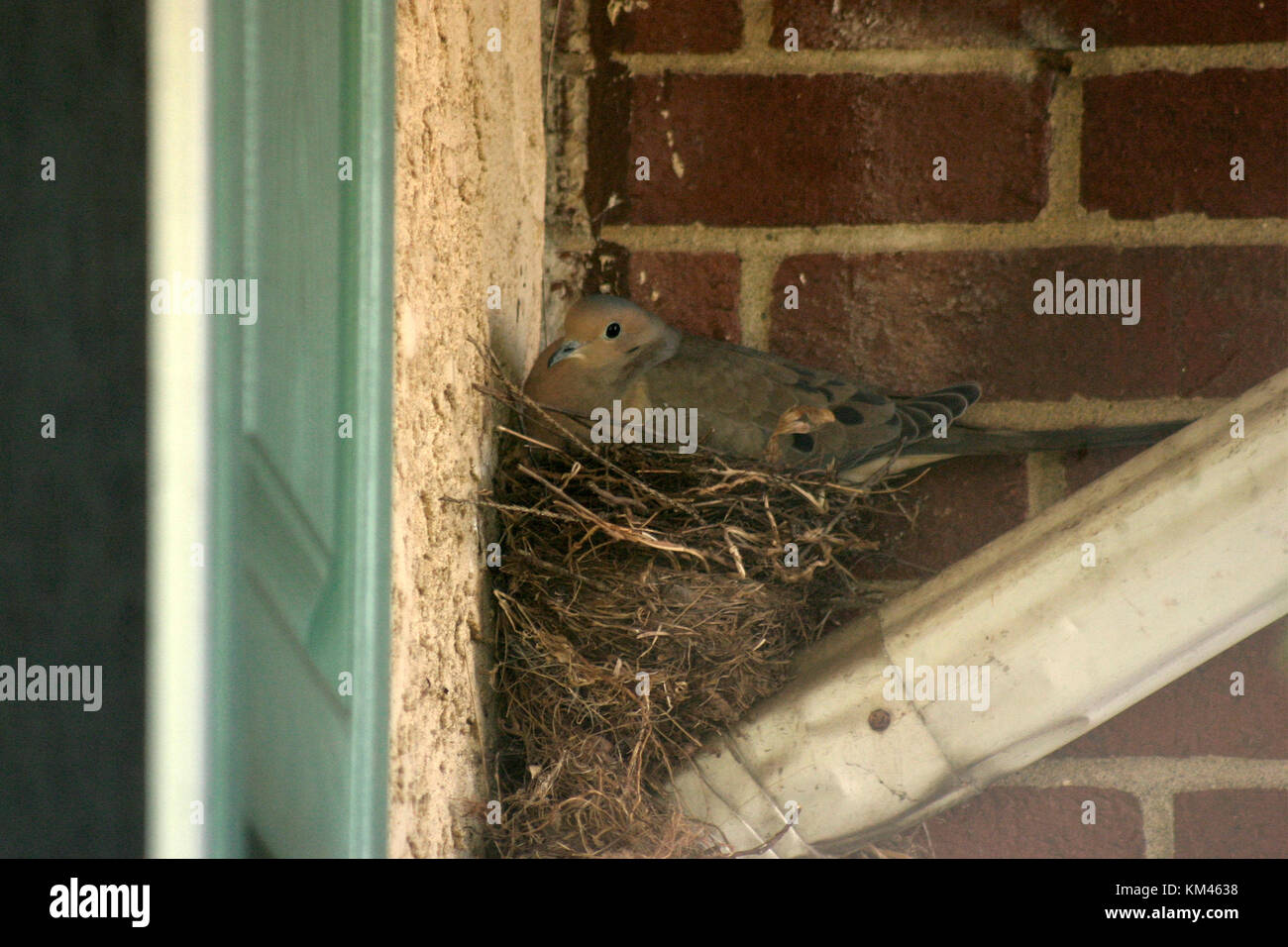 Hidden pigeon hi-res stock photography and images - Alamy
