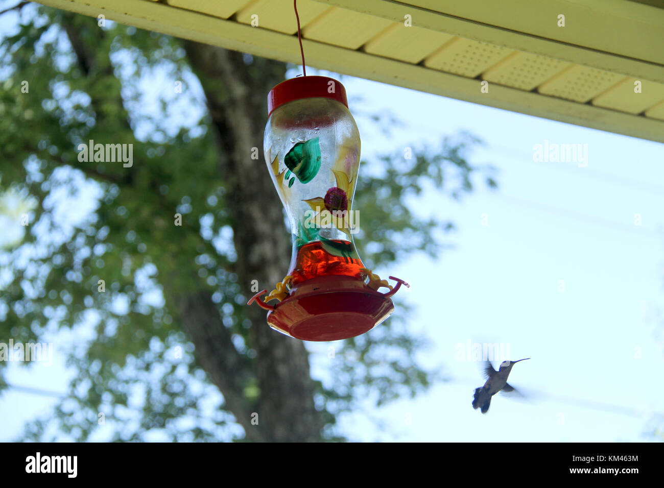 Hummingbird at feeder Stock Photo - Alamy