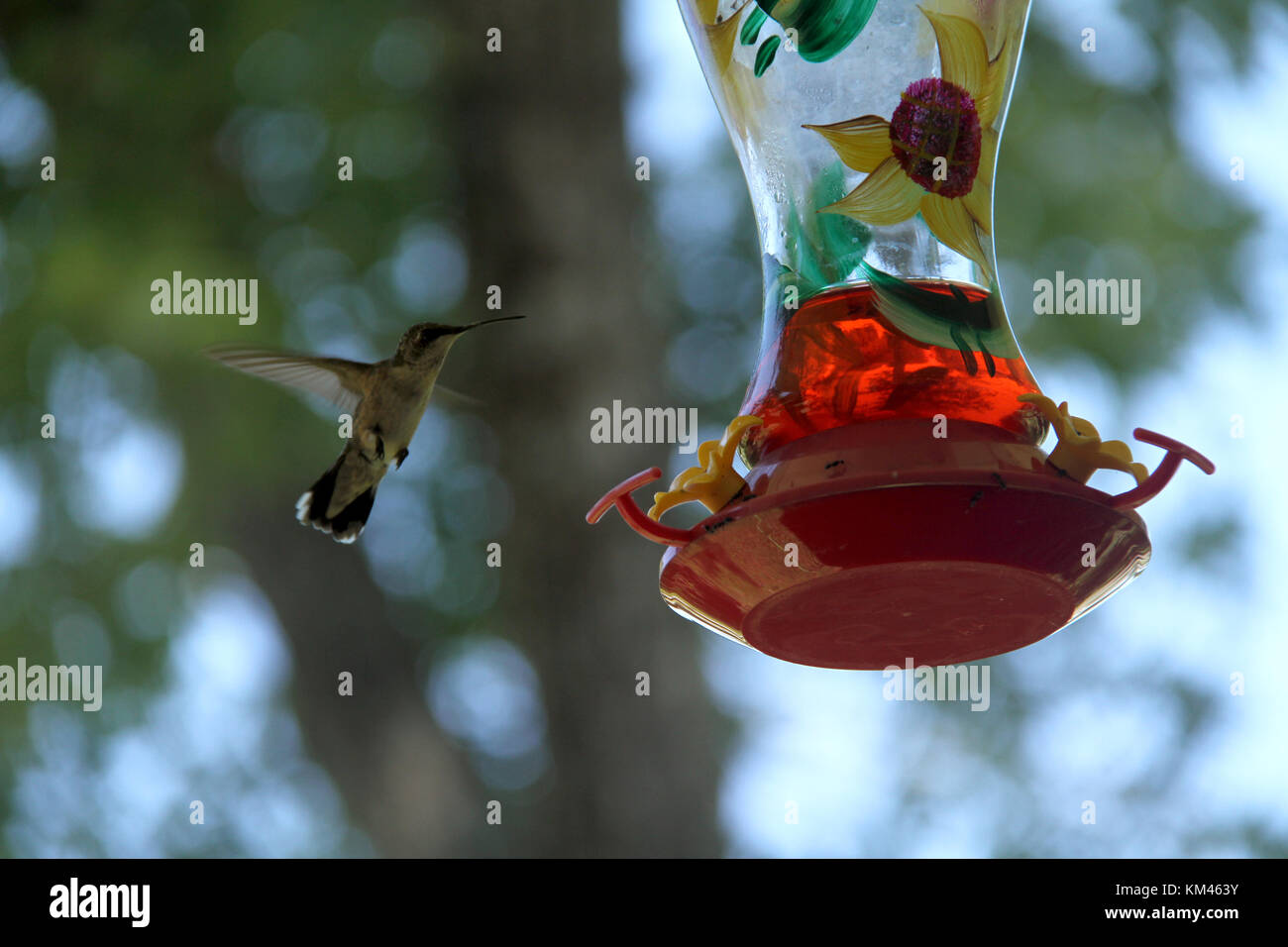Hummingbird at feeder Stock Photo - Alamy