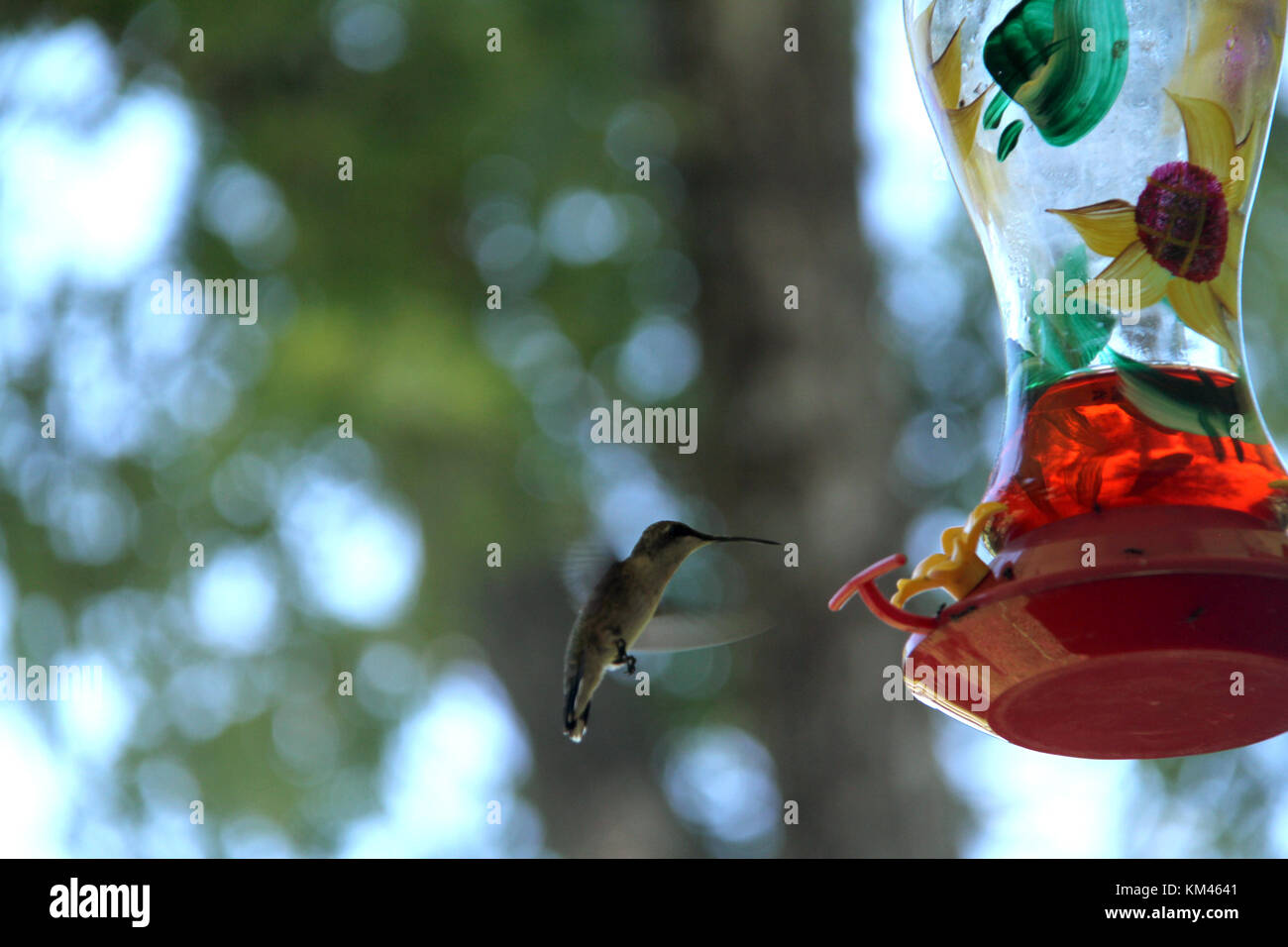 Hummingbird at feeder Stock Photo - Alamy