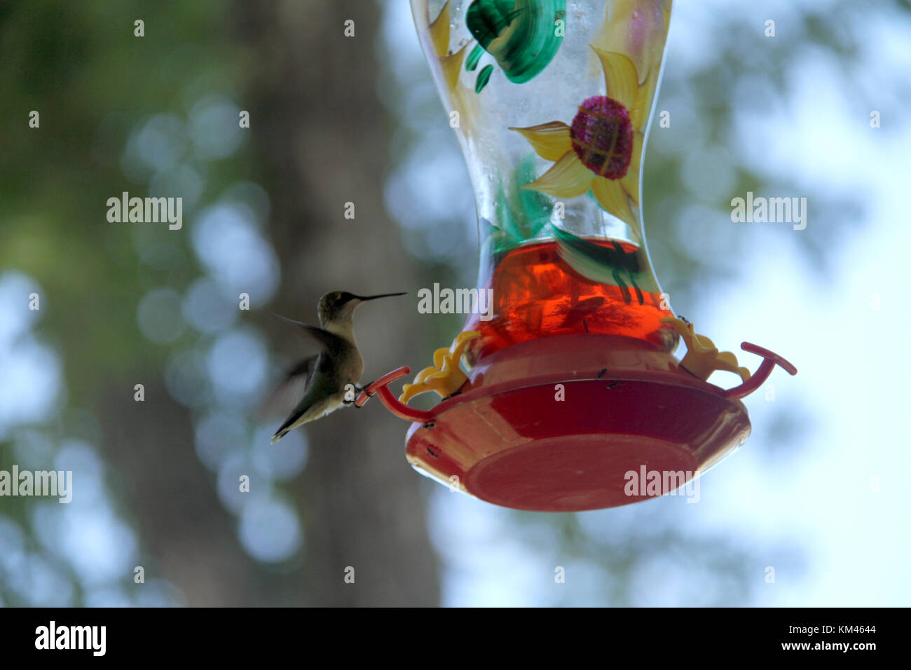 Hummingbird at feeder Stock Photo - Alamy