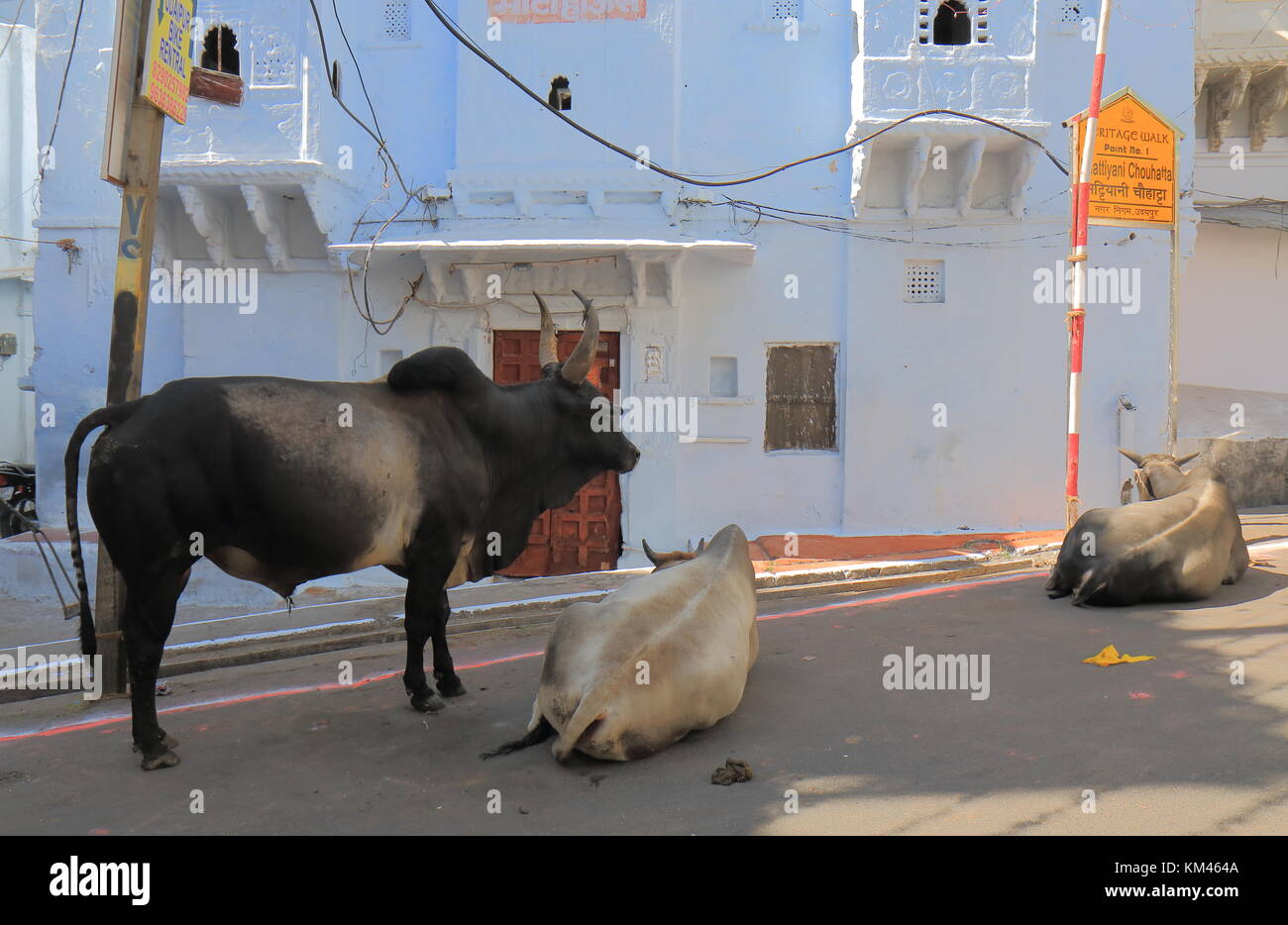Street cows rest on street in Udaipur India Stock Photo - Alamy