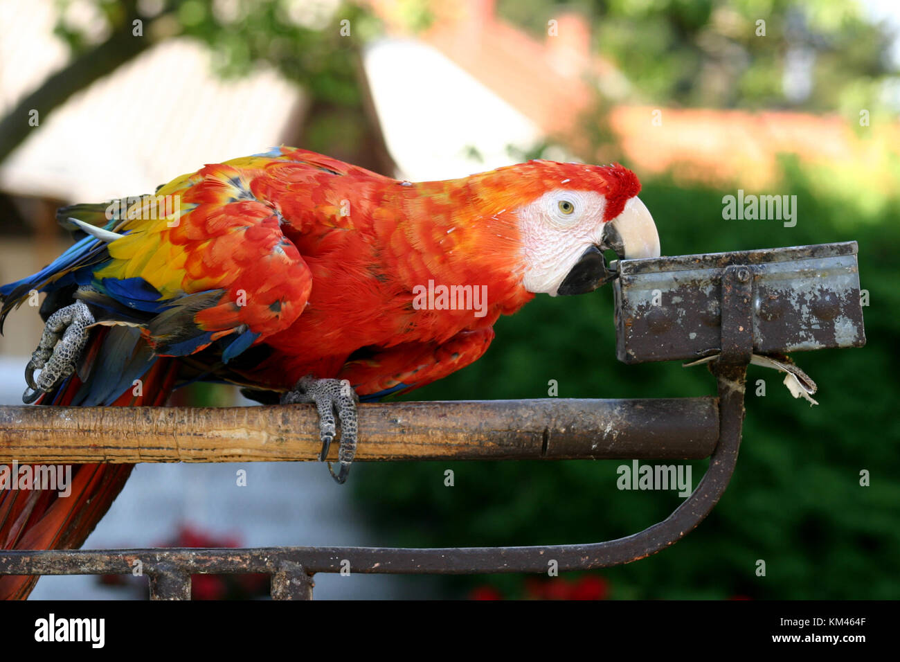 Red macaw in captivity Stock Photo - Alamy