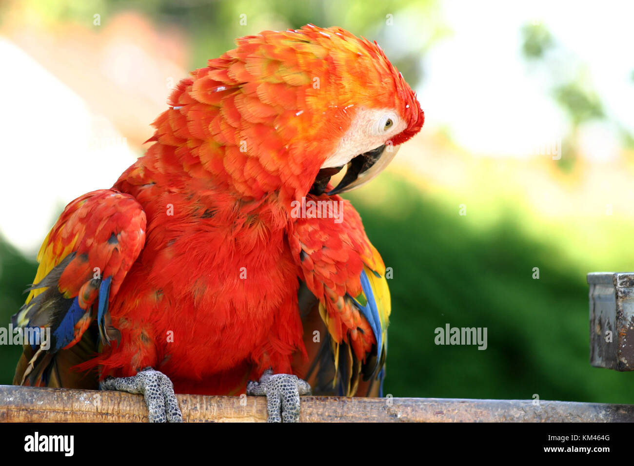 Red macaw in captivity Stock Photo - Alamy