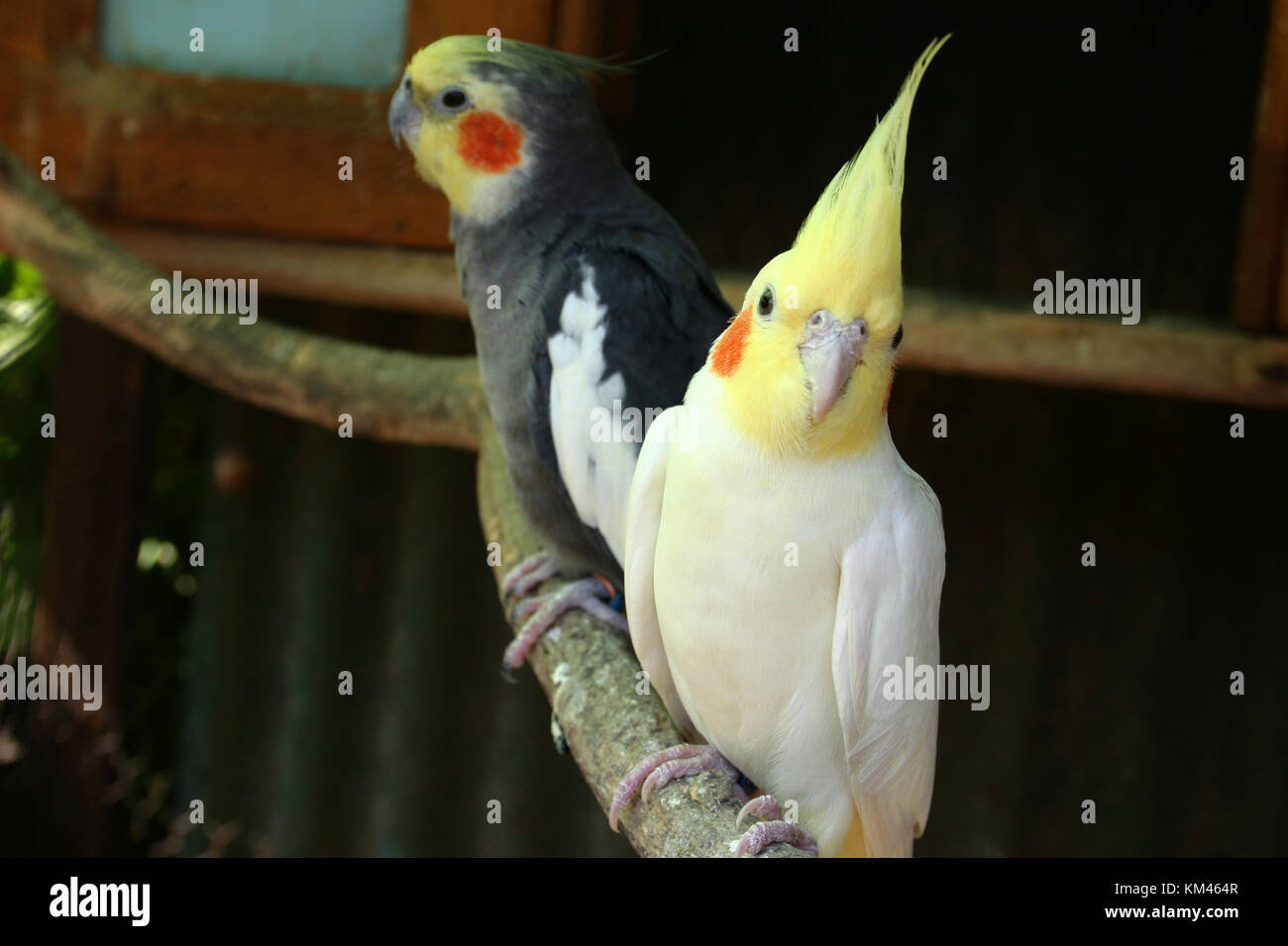 Close-up of cockatiel parrot Stock Photo - Alamy