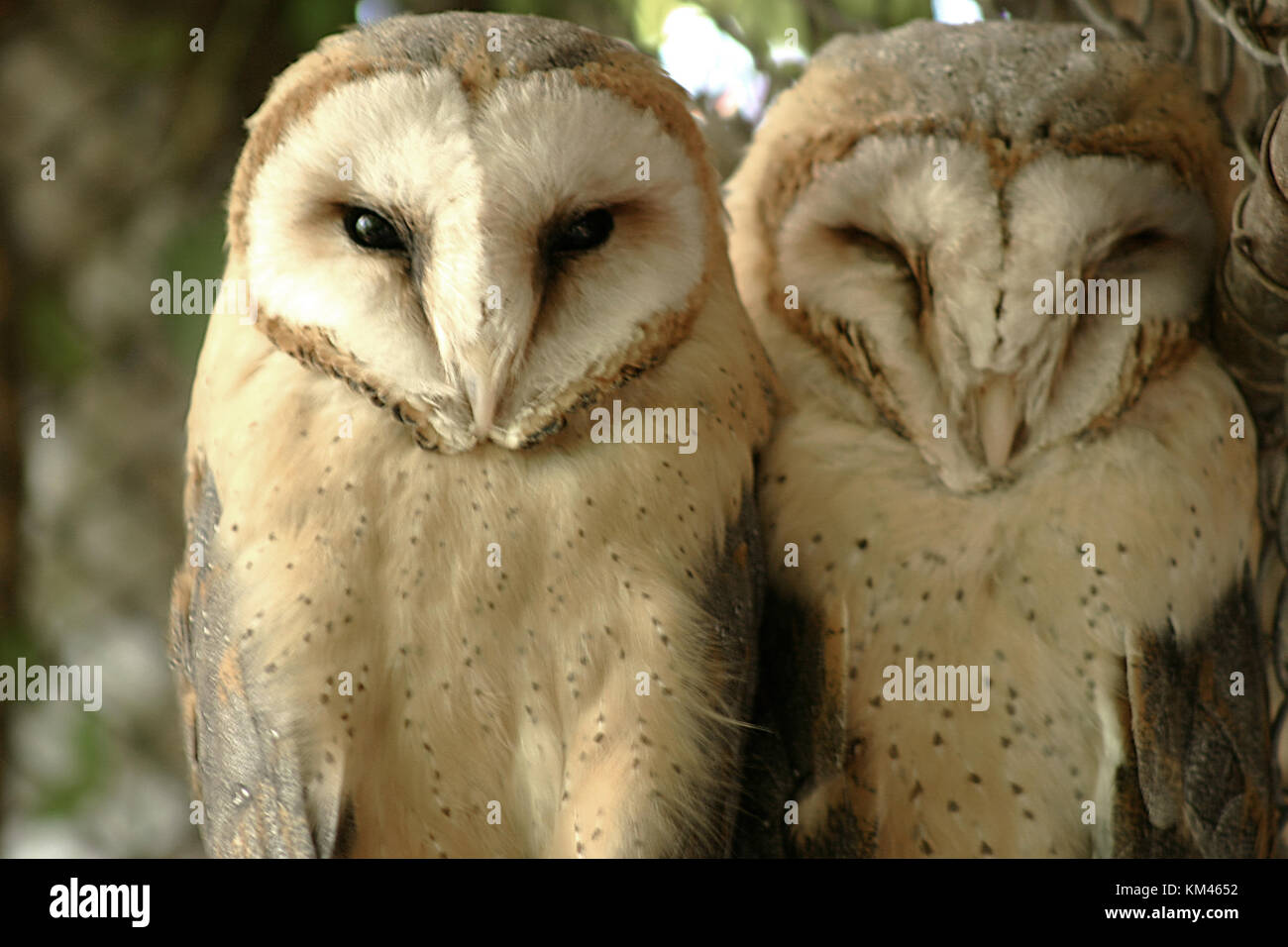 Barn owls hi-res stock photography and images - Alamy