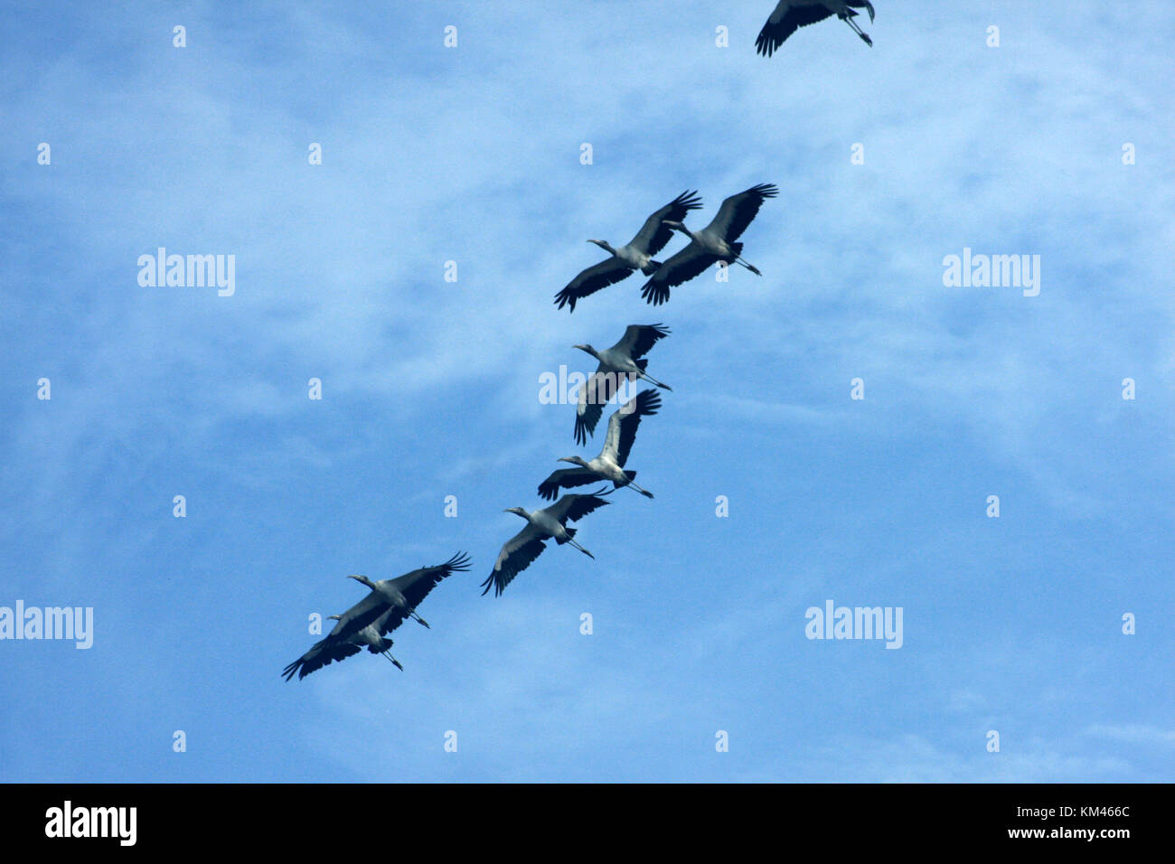 American wood ibis hi-res stock photography and images - Alamy