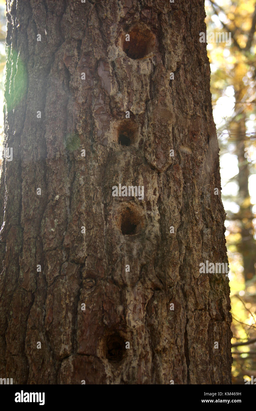 Habitat tree with woodpecker holes hi-res stock photography and images ...