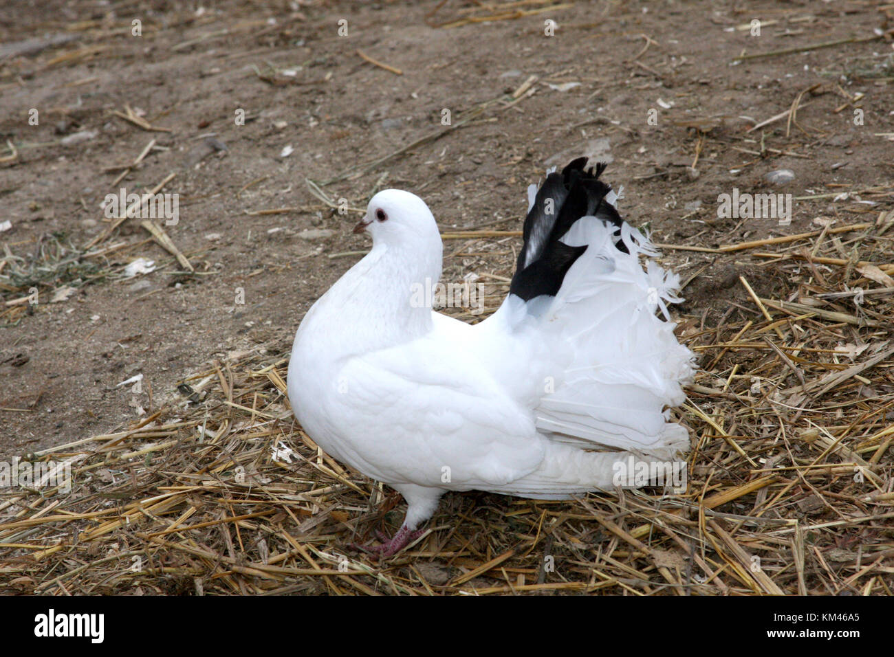 White fantail pigeon Stock Photo - Alamy