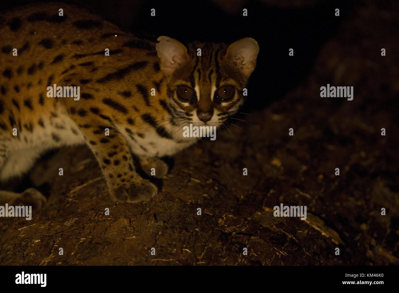 A leopard cat in Corbett National Park in India Stock Photo - Alamy