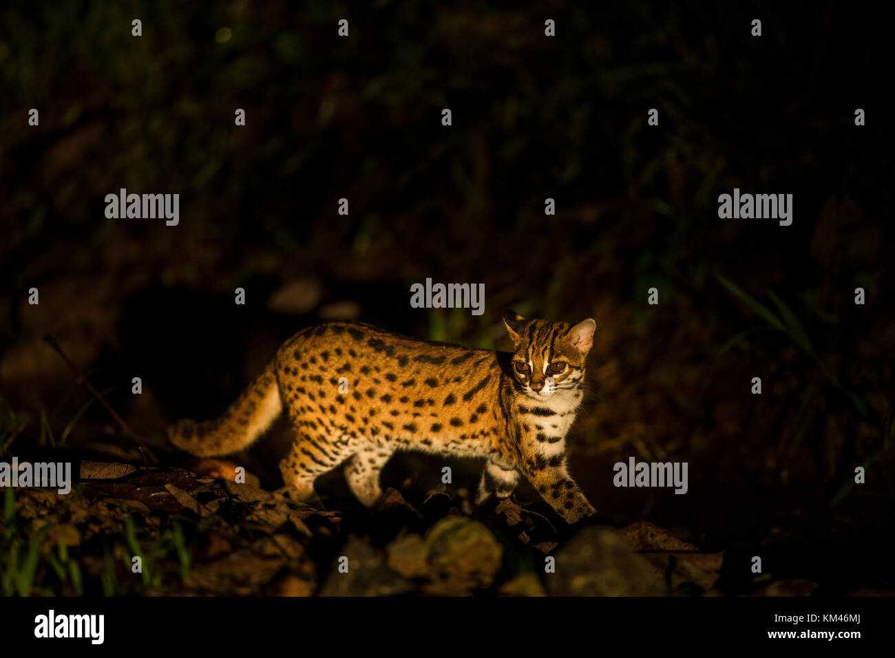 A leopard cat in Corbett National Park in India Stock Photo - Alamy