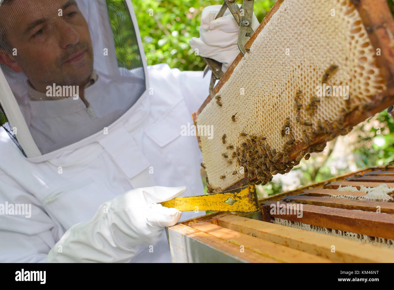 beekeeping in the yard Stock Photo - Alamy