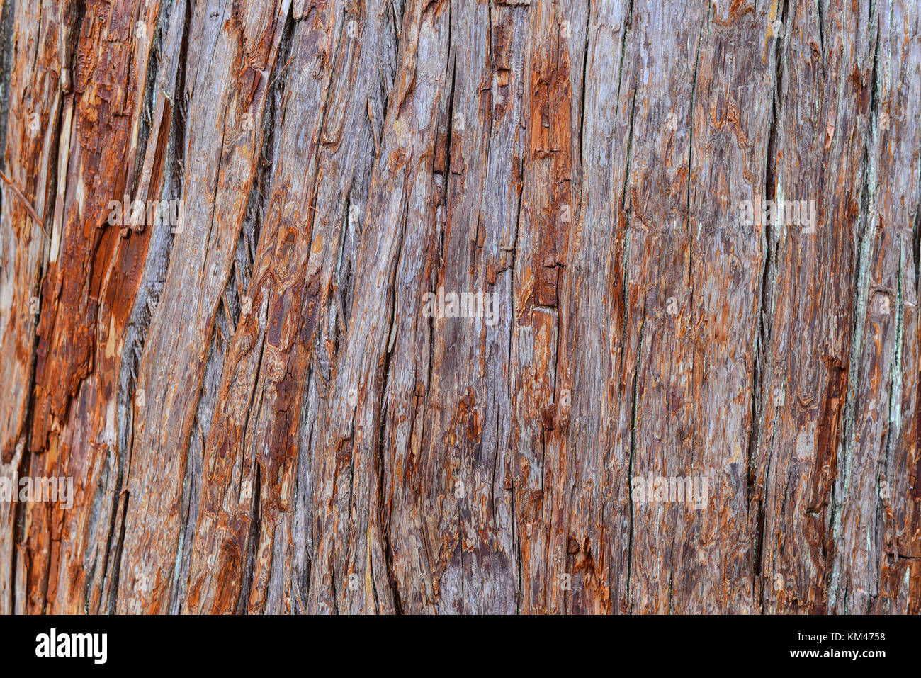 Huge tree at forest in summer time, for backgrounds or textures Stock ...