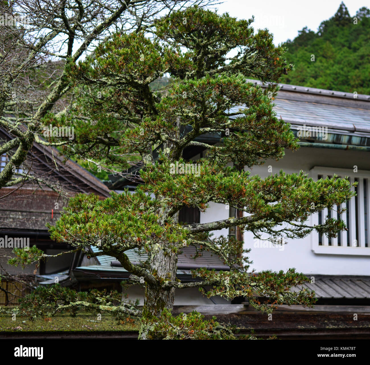 Ancient temple with pine tree garden on Mount Koya in Wakayama, Japan ...