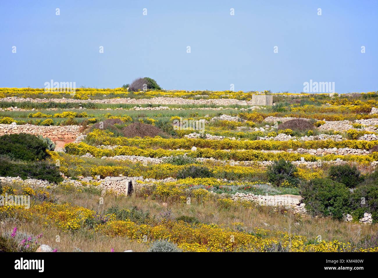 Pretty yellow Spring flowers in terraced fields near Siggiewi during ...
