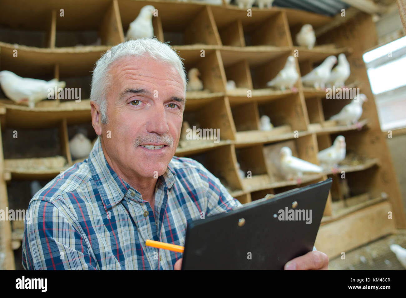 pigeon keeper taking record Stock Photo - Alamy