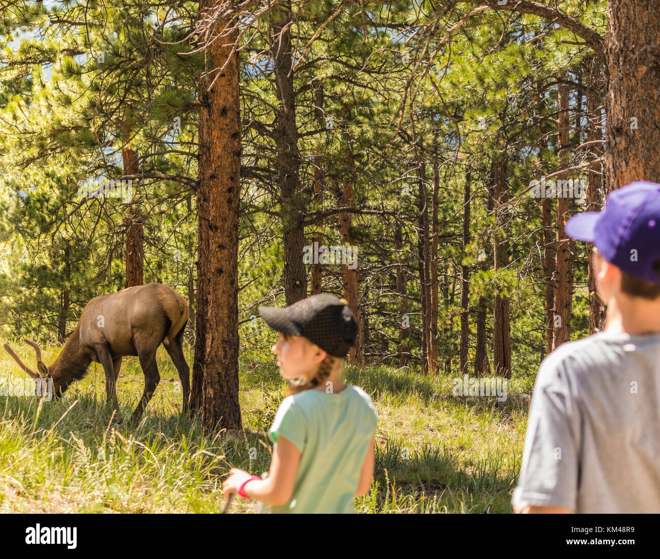 Young elk grazing in the Rocky Mountain National Park; silhouettes of a ...