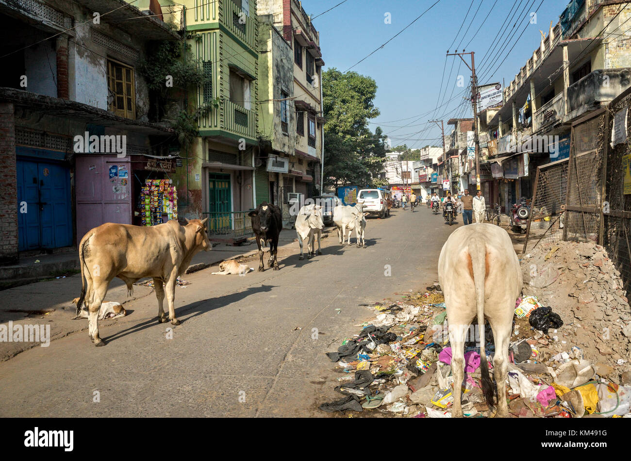 stray cattle wandering in the streets of Gorakhpur, Uttar Pradesh ...