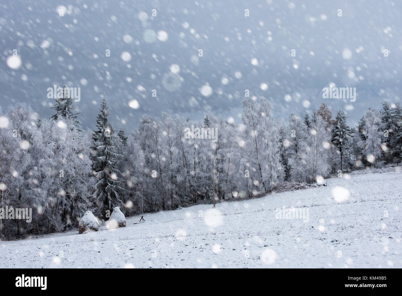 Snow covered trees and heavy snowing in the mountains. Christmas ...