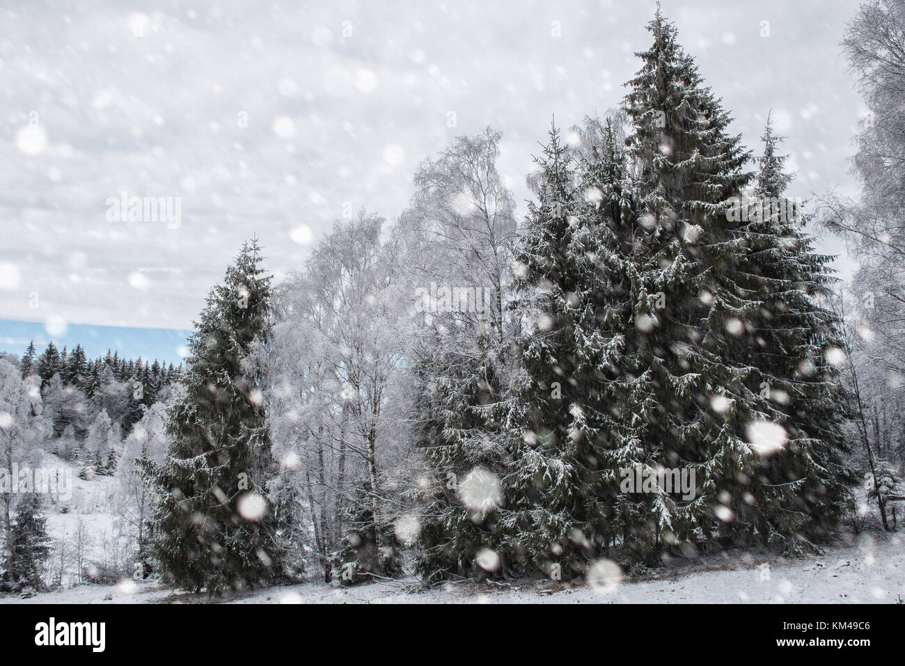 Snow covered trees and heavy snowing in the mountains. Christmas ...