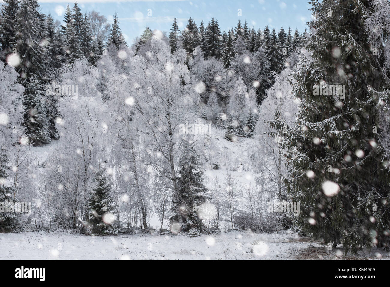 Snow covered trees and heavy snowing in the mountains. Christmas ...