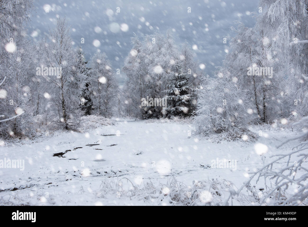 Snow covered trees and heavy snowing in the mountains. Christmas ...