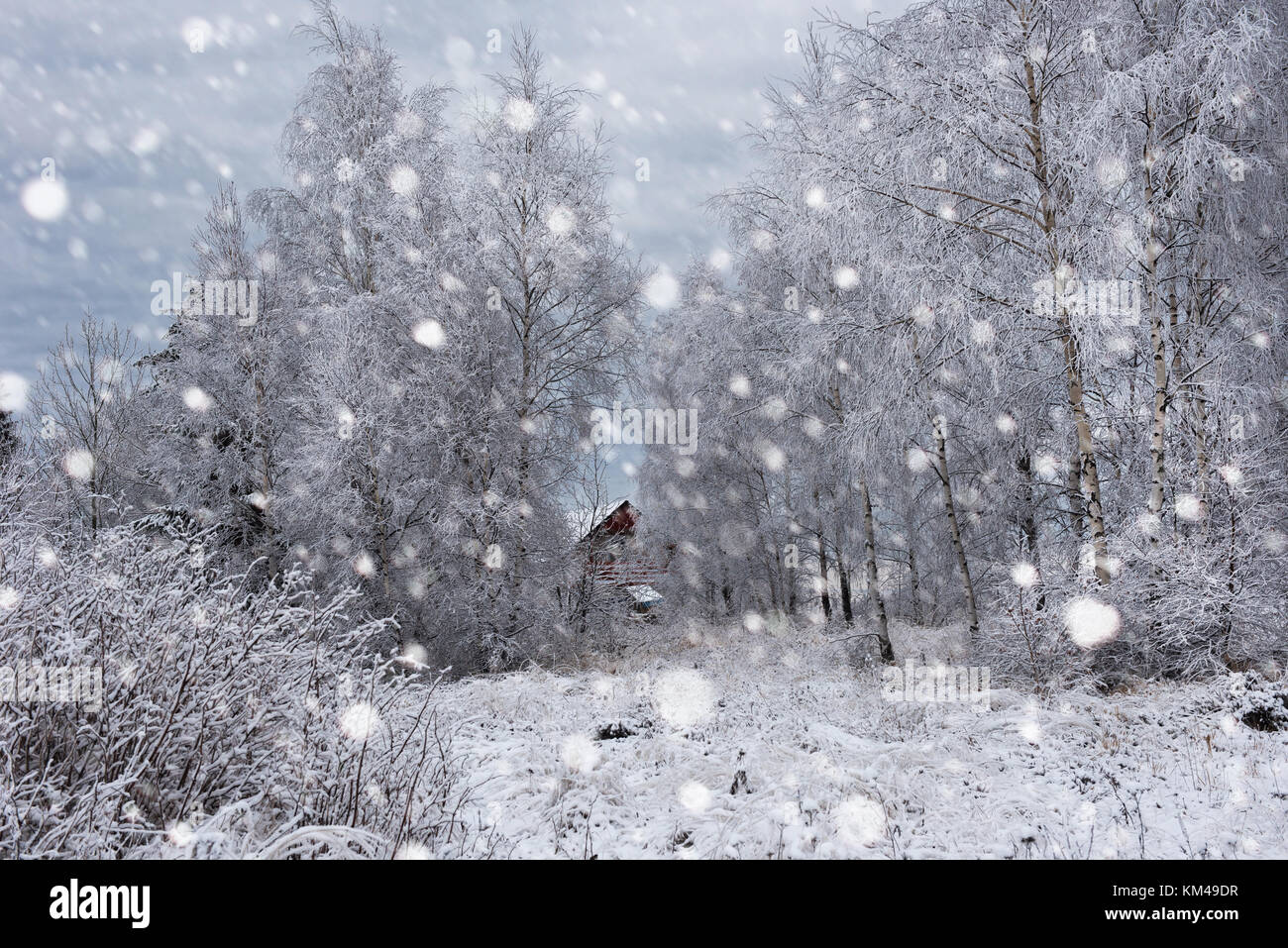 Snow covered trees and heavy snowing in the mountains. Christmas ...