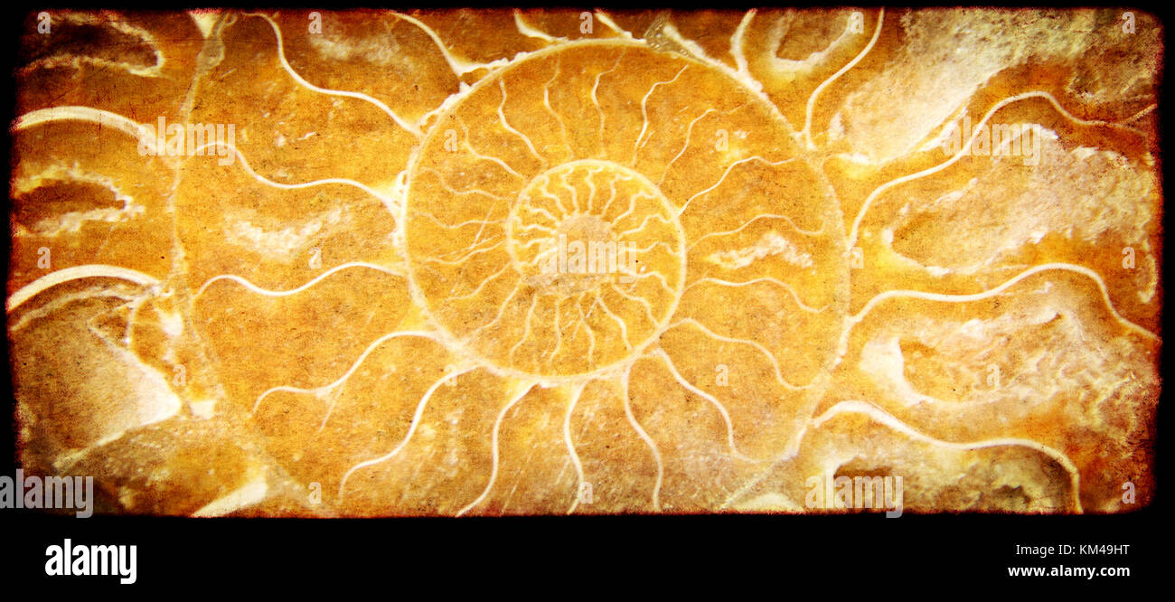 Grunge background with paper texture and ammonite shell Stock Photo - Alamy