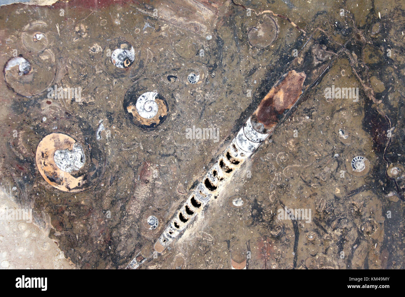 Petrified fossil shells of goniatites, ammonites and orthoceras in ...